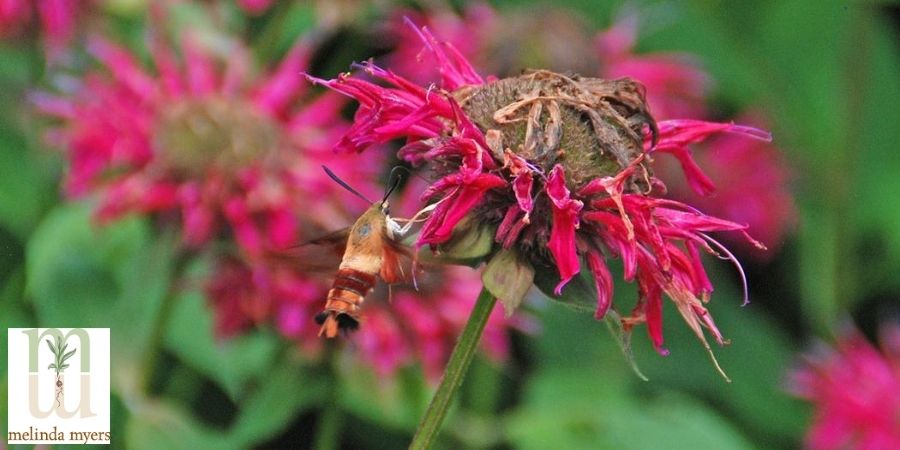 Create a Garden for Different Types of Pollinators | Milorganite