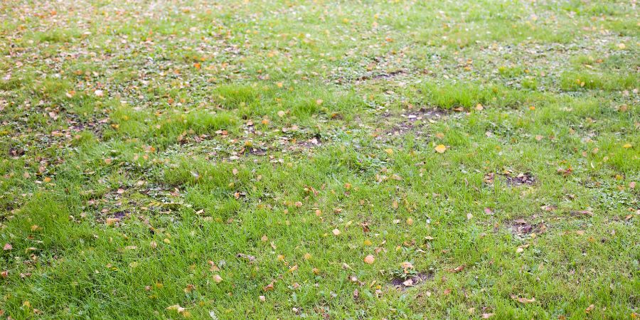 How to Repair and Patch Your Lawn | Milorganite
